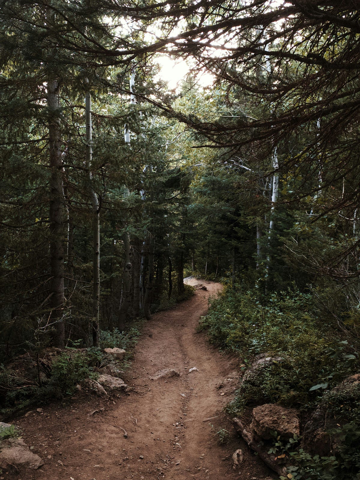 Trail Work. How a patch of woods became a map of… | by Patrick O'Connor ...