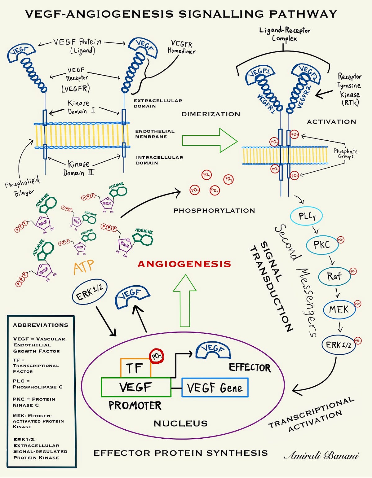 The VEGF Molecular Signalling Pathway Mechanism Explained | by Amirali ...