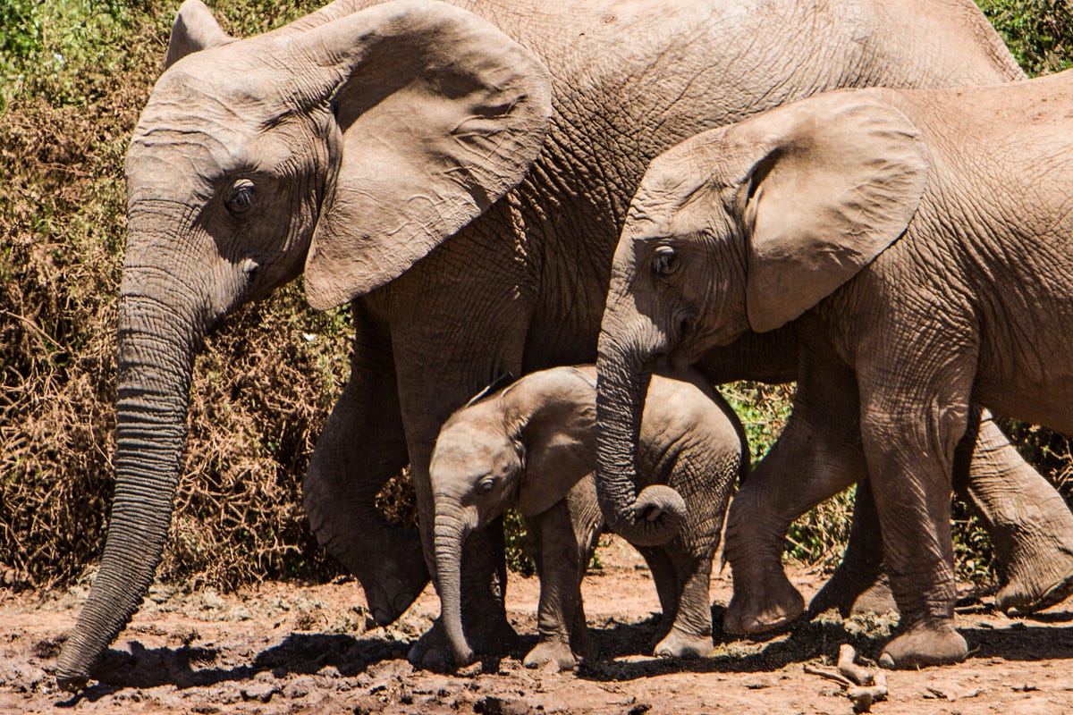 The Big Ole Smelly Elephant In The Substack Room | by Kelly Carmichael ...