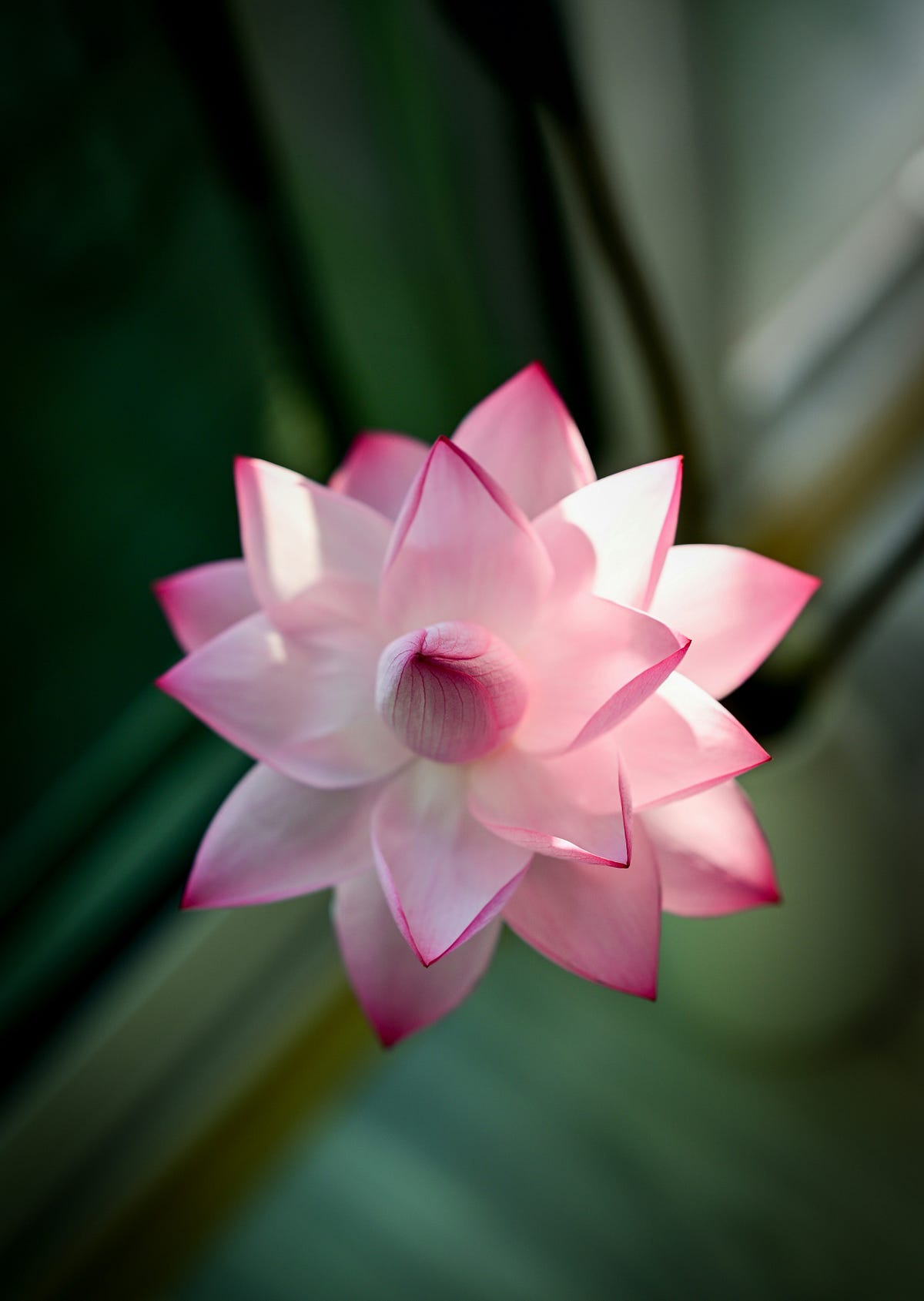 Kumutham. Kumudham means the lotus, A flower of… | by 💞 Kumutha Raja ...
