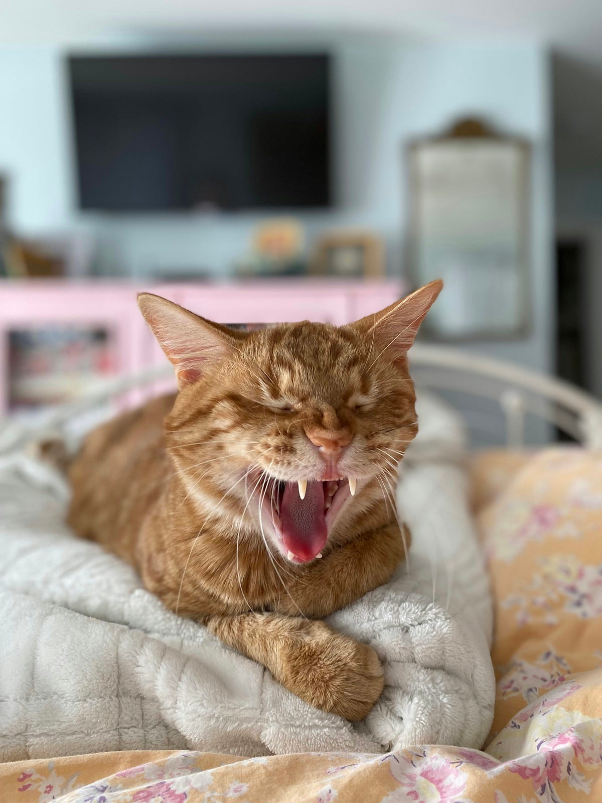 These 50 Wake-Up Lines Are Funnier Than Your Alarm Failing… Again | by ...