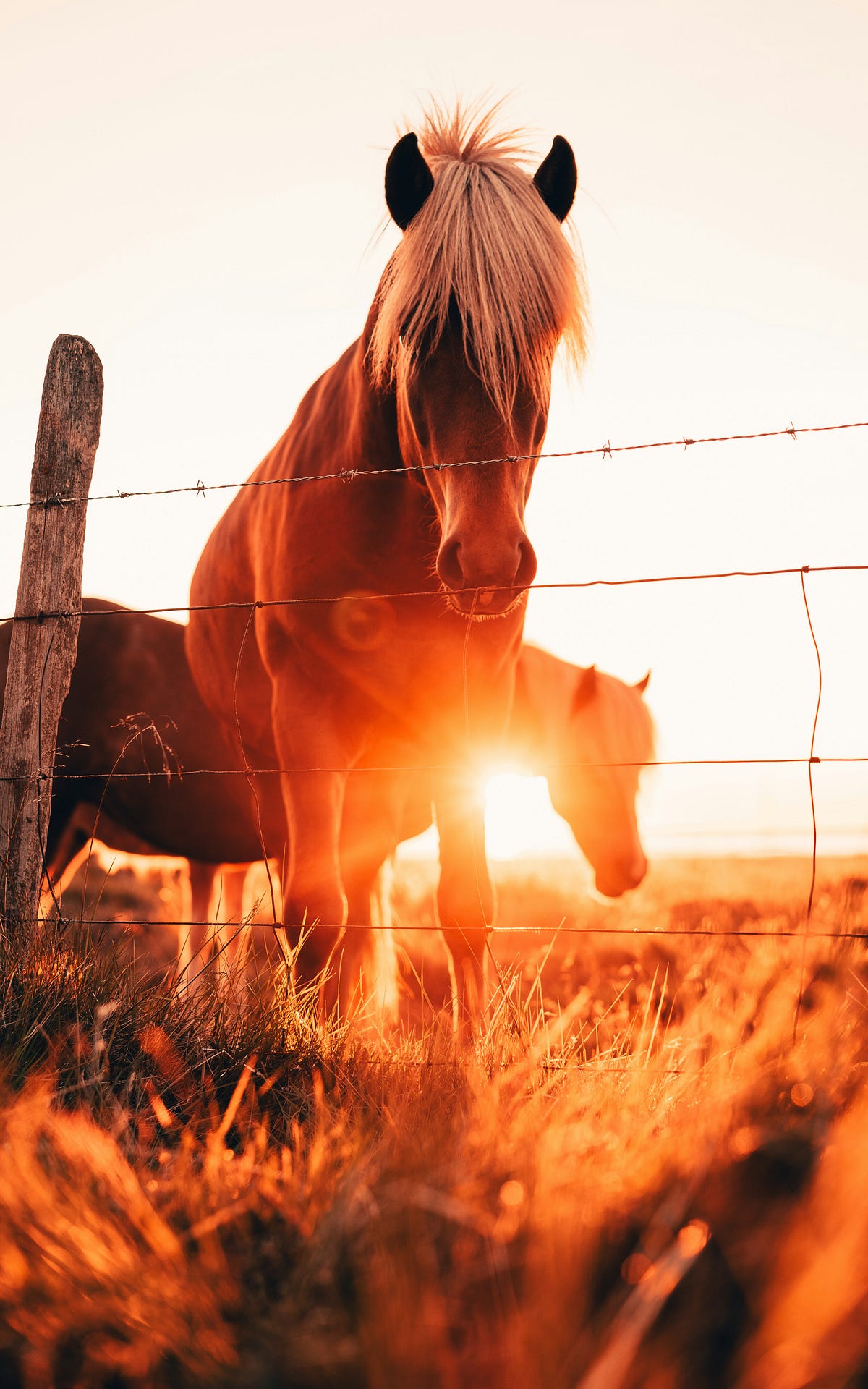What You’re Manifesting in the Fire Horse Year (2026) Based on Your Birthday | by Simone ...