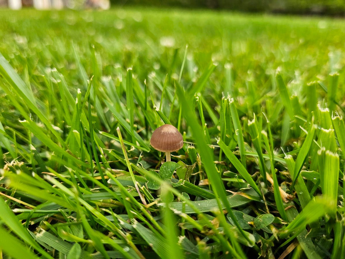 QLORA: Efficient Finetuning of Quantized LLMs — Paper Review | by ...