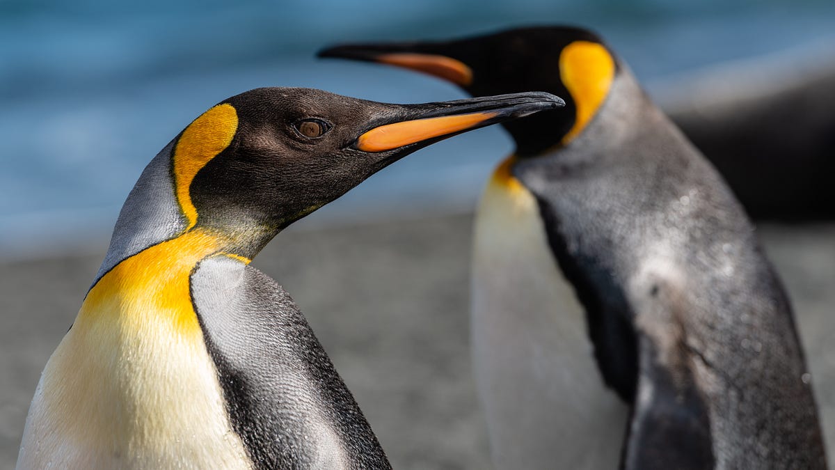 How I Use Linux Professionally. It is EVERYWHERE | by Shawn Grover ...