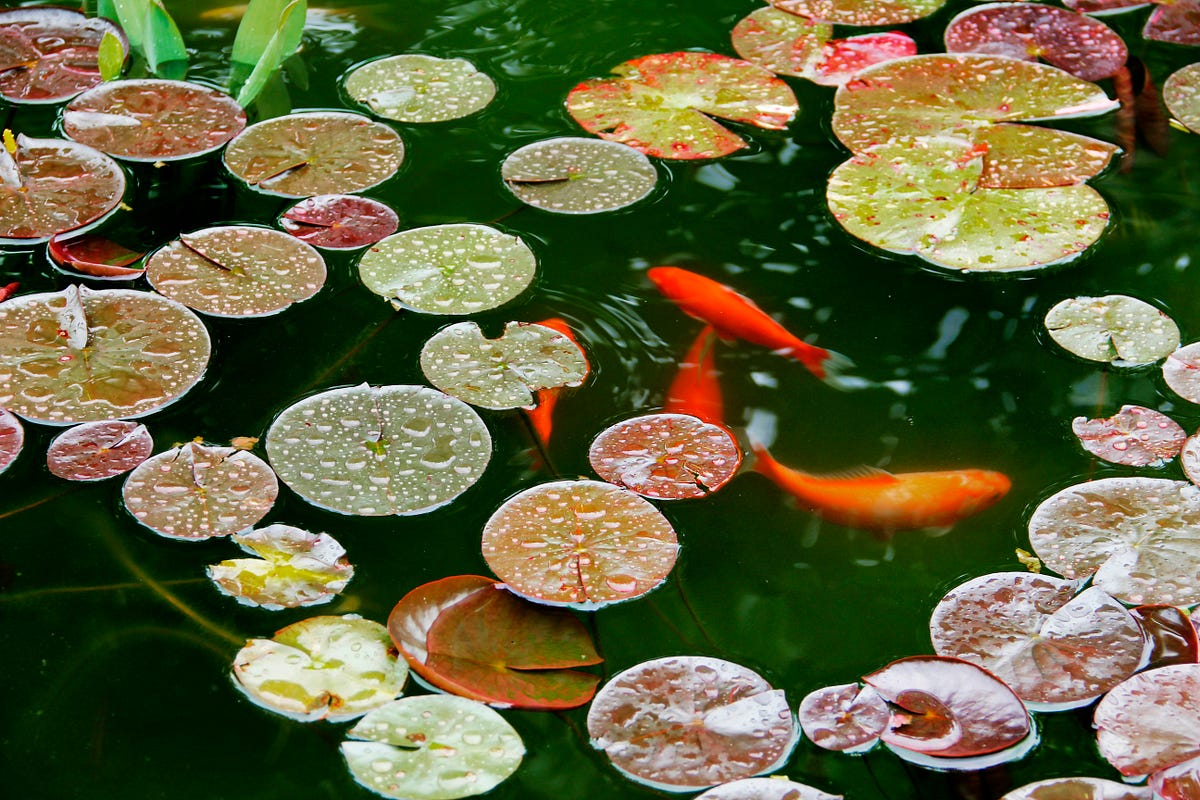 Koi Rage and the Art of Letting Go | by Jerry Nelson | Jun, 2025 | Medium
