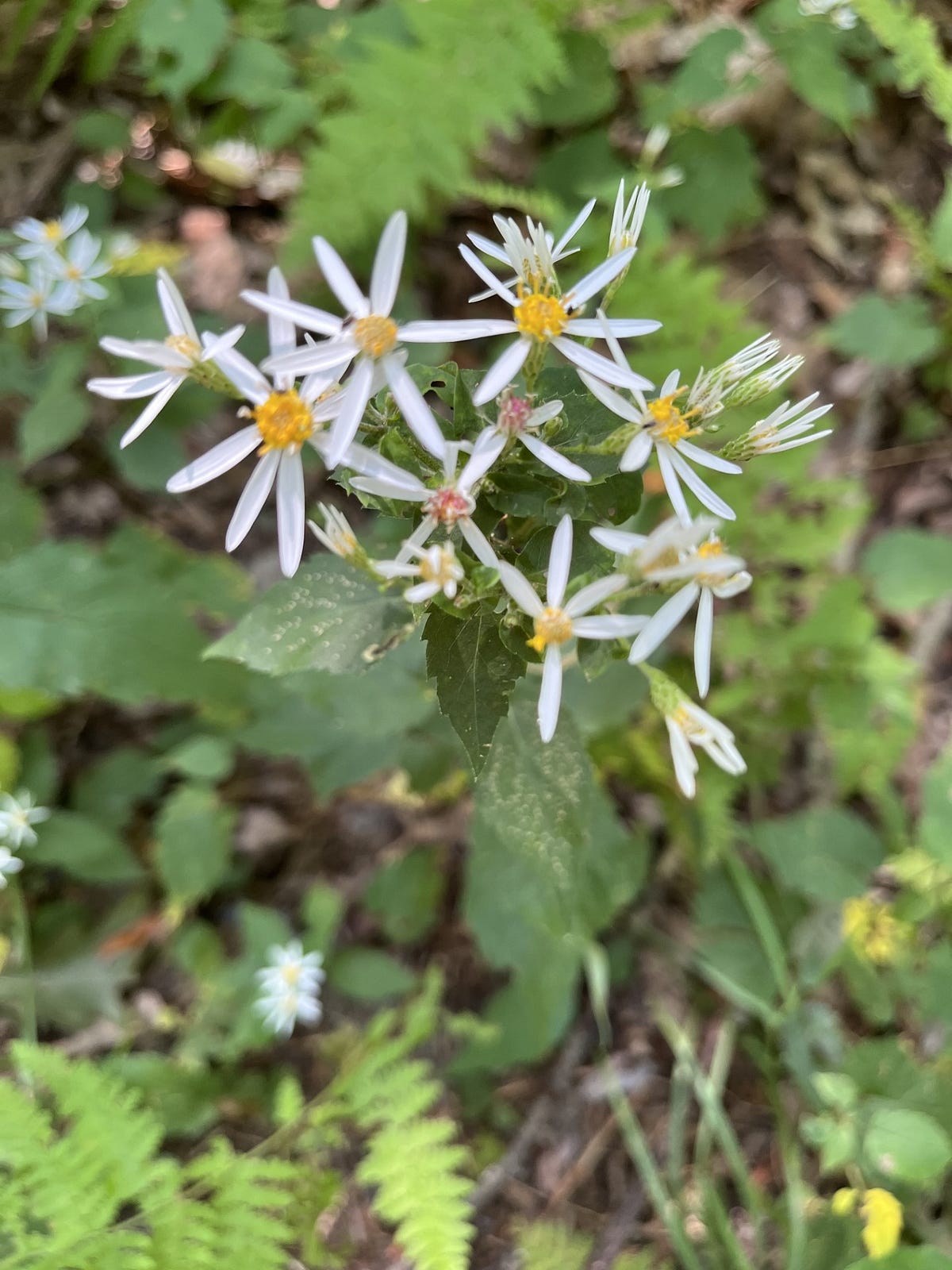 White Asters in Autumn. Ragged and wild | by Deborah Barchi | Scribe | Medium