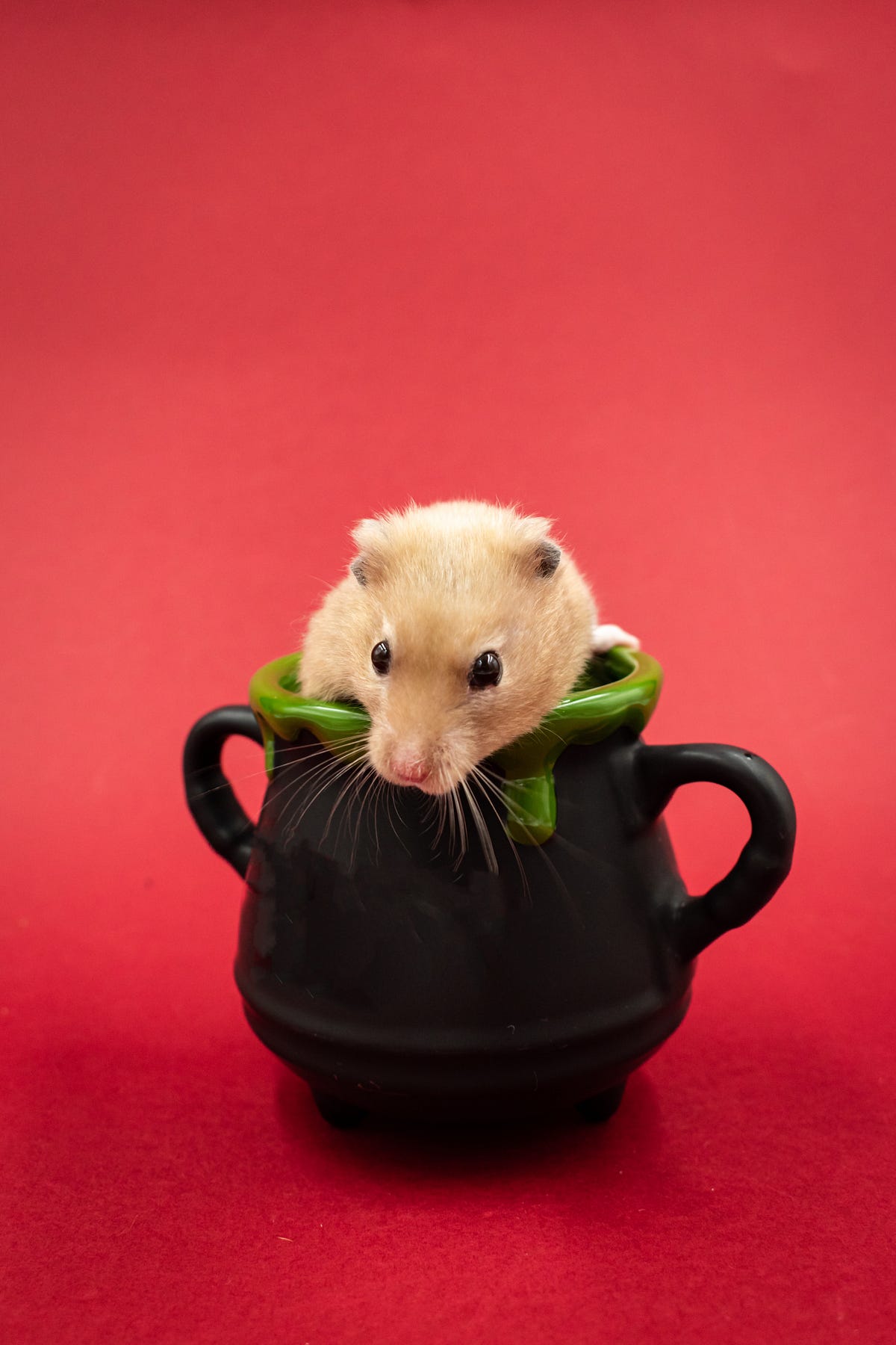 Be My Muse, A Poem for Today. Little mouse, come be my muse. A poem ...