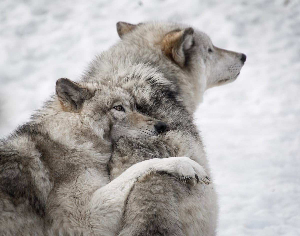 5 Universal Life Lessons You Can Learn from Wolves | by Shannon Hilson ...