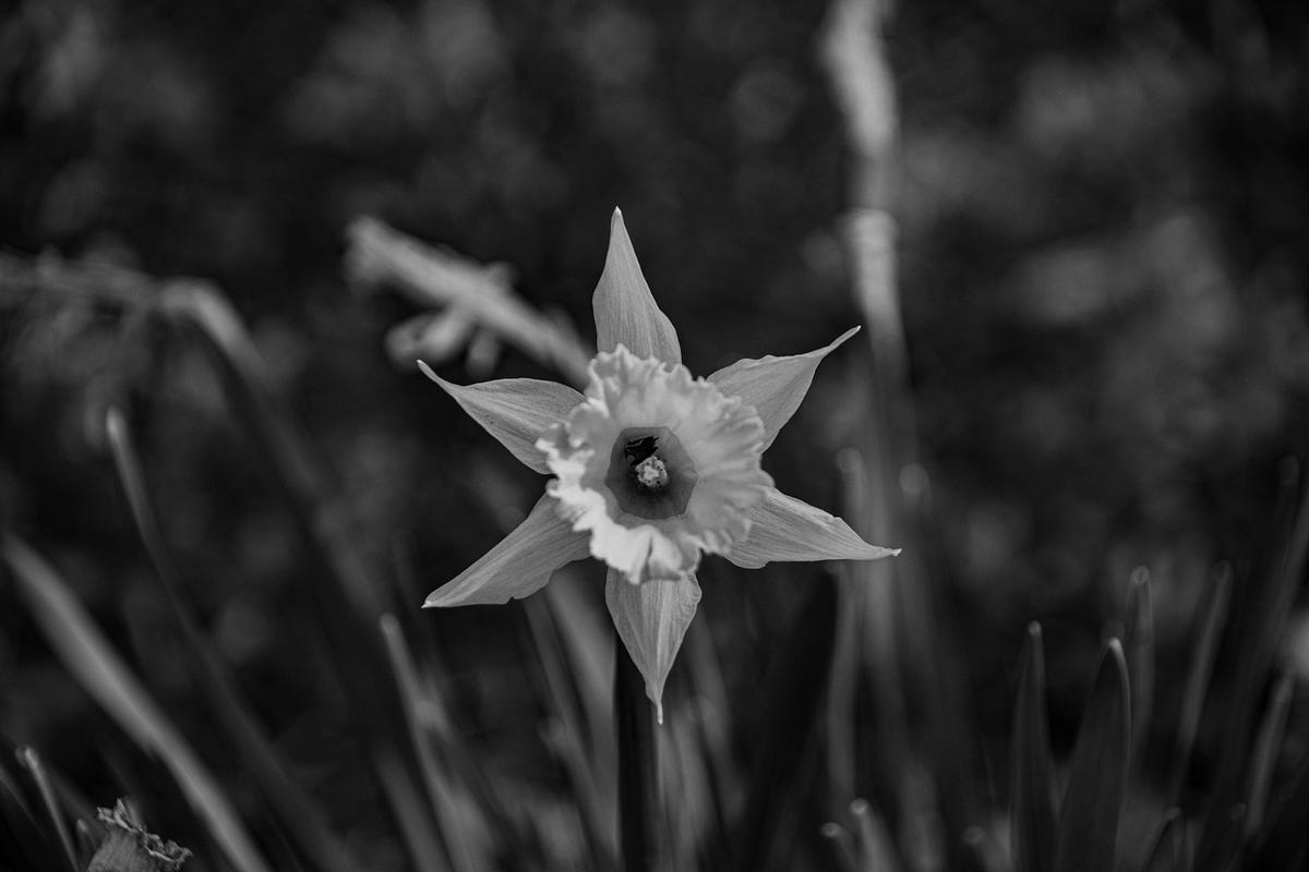 Ode to Spring. 𝐚 𝐩𝐨𝐞𝐦 — “The world calls them its… | by Diana Dolea ...