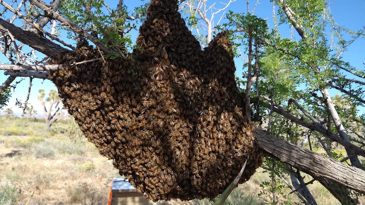 Will Bees Join Another Hive?. Understanding Why Bees May (or May Not ...