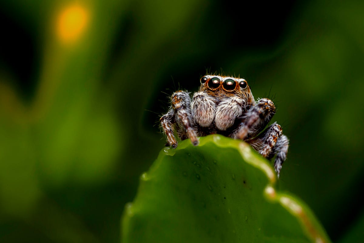 Jumping Spiders Are Incredibly Smart | by Axel Casas, PhD Candidate ...