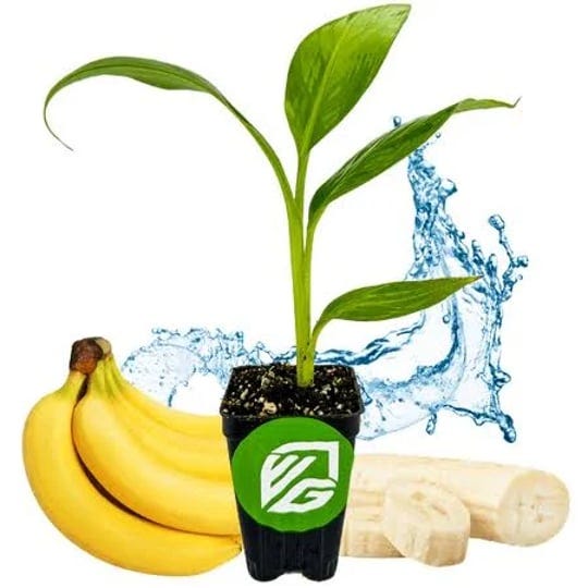 Banna Trees | by Vincent Harris | Jul, 2024 | Medium