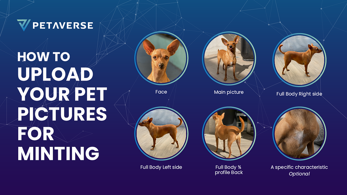 Petaverse is launching on 06/14 🐶 | by Petaverse | Medium