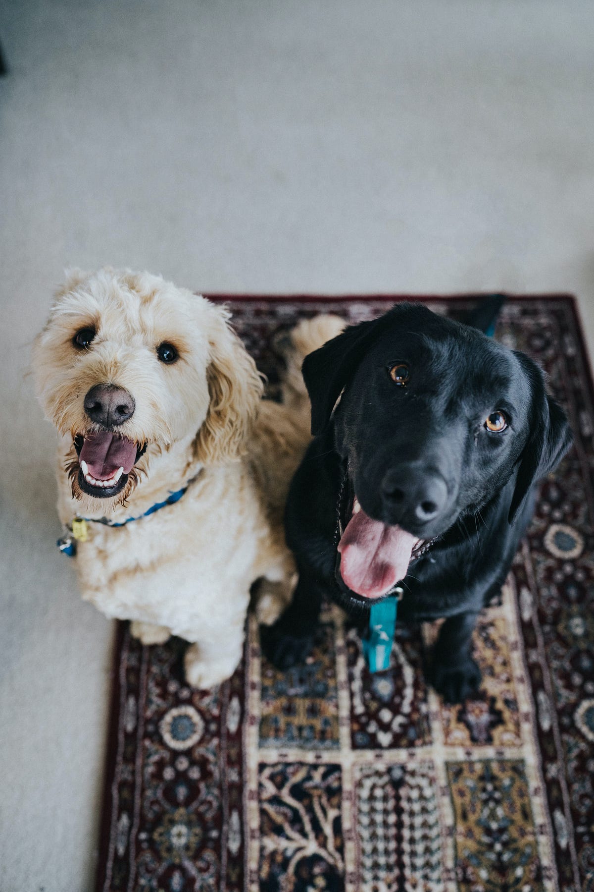 Most Interesting Facts About Dogs | by Stephanie Slozberg | Quirky And ...