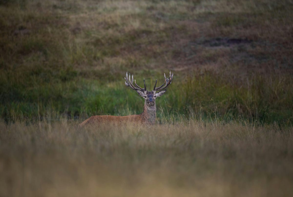 Attention in Transformers: Concepts and Code | by Sulbha Jain | Medium