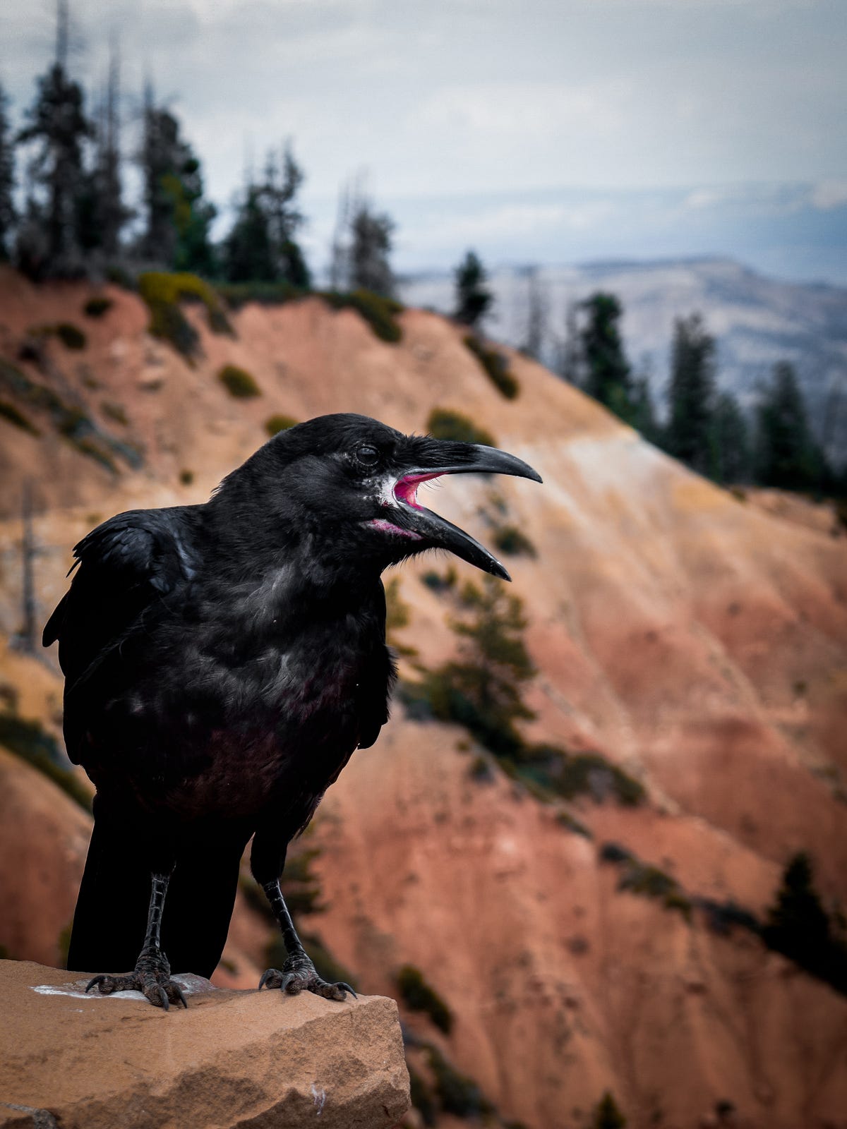 The Crow. Mischievous. Loud. Caw-caw. I screech… | by Duncan Riach | Medium