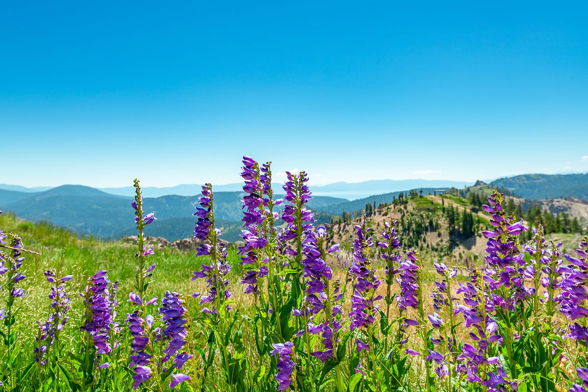 Angular: Why and when to create a feature component and feature module ...