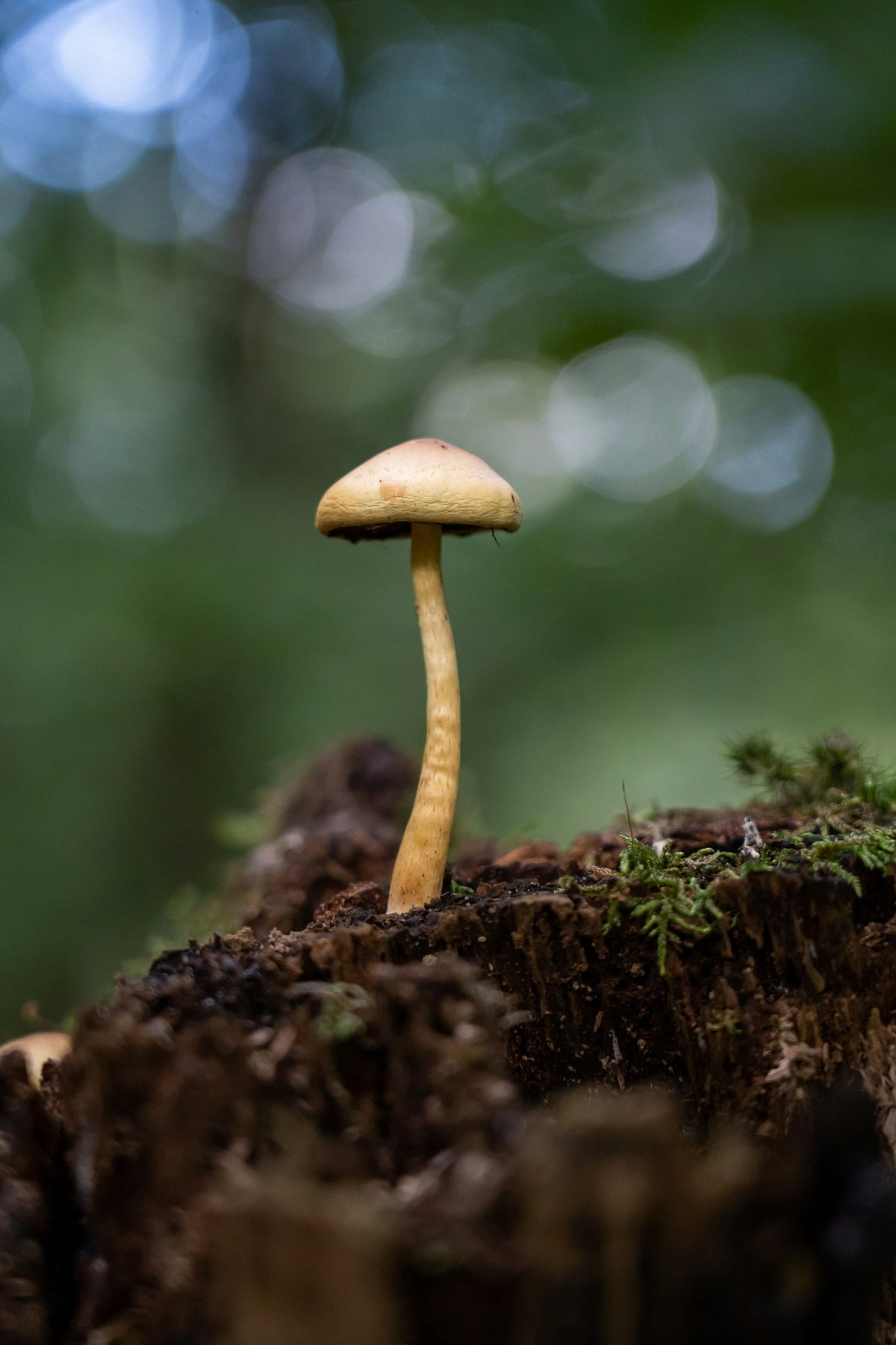 My First Time on Psilocybin. A raw, unedited reflection from the… | by M. Cole Grady | Mar, 2024 ...