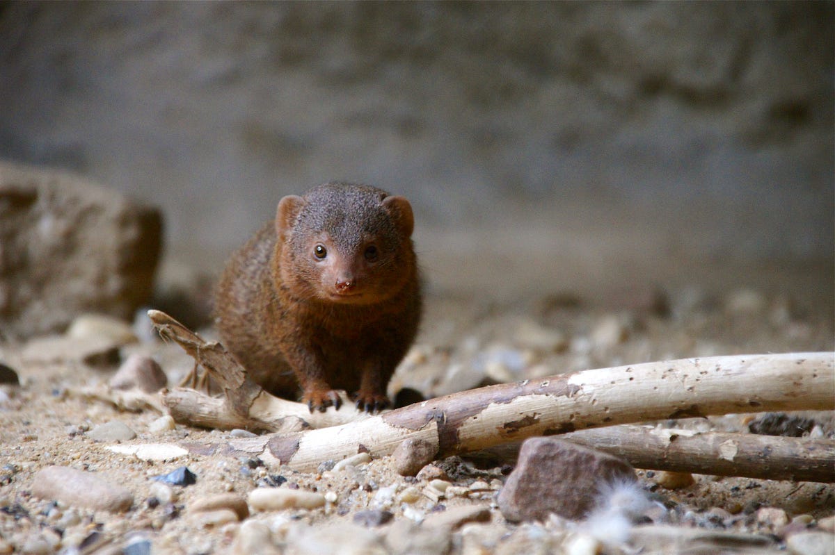 Caching your mongo/mongoose Queries and Aggregate (in-memory, redis ... Caching your mongo/mongoose Queries and Aggregate (in-memory, redis ...