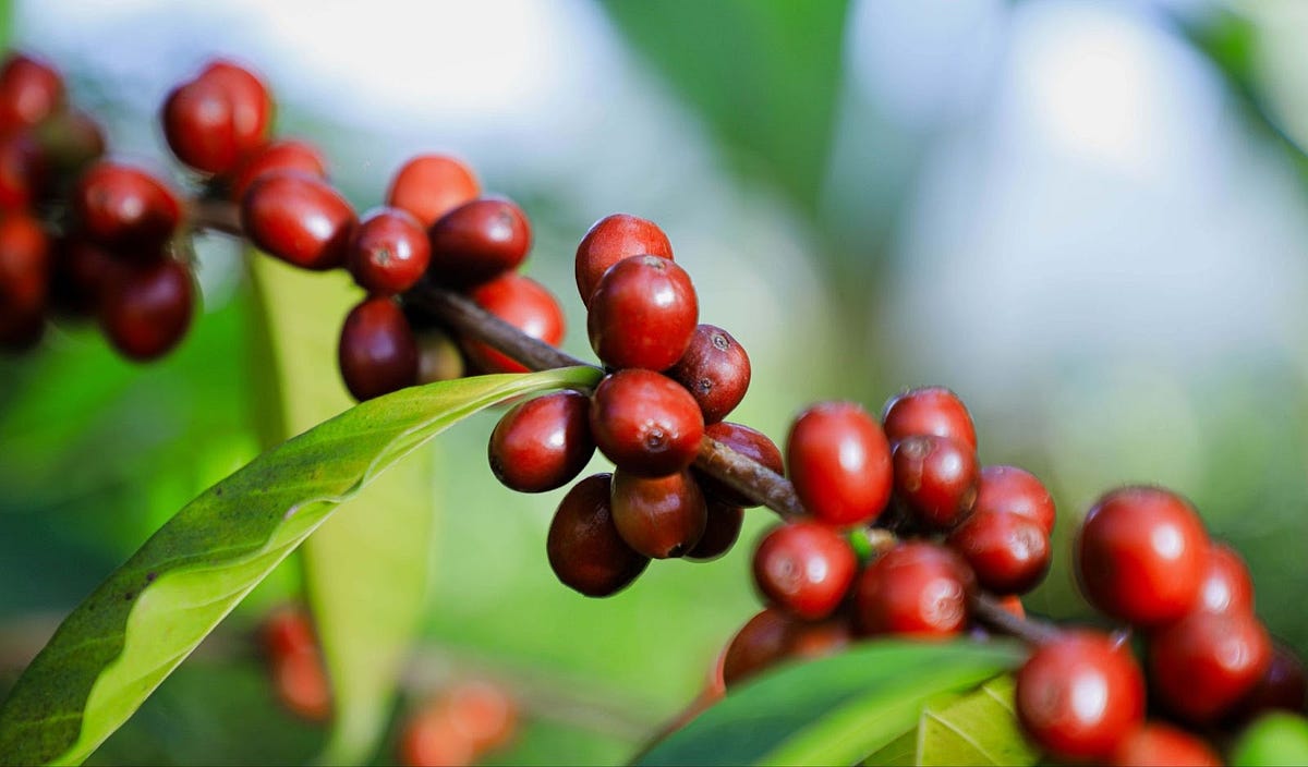 The Birthplace of Coffee: How Ethiopia Gave the World its Favorite Brew ...