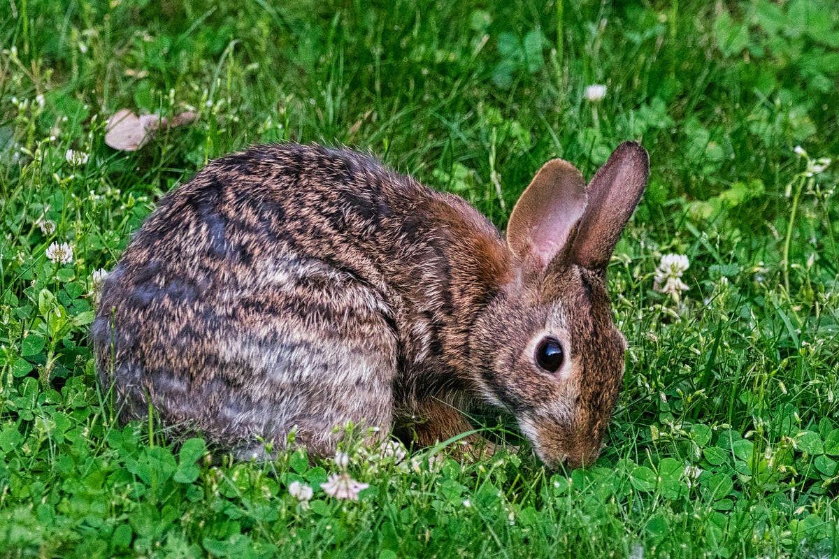 Hoppy Hours: Rabbits in The Clover | by Trish Church | NEW LITERARY ...