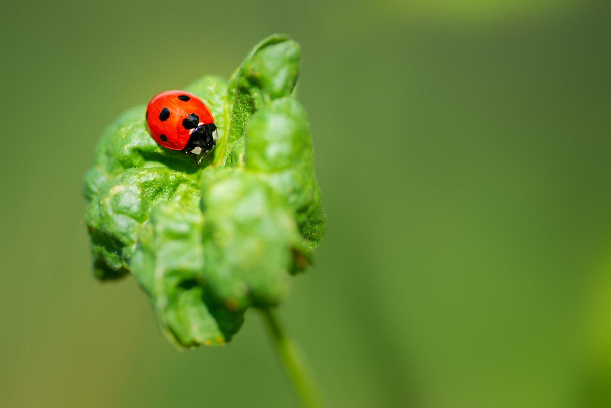 Ladybug. Help from above | by MAED | Medium