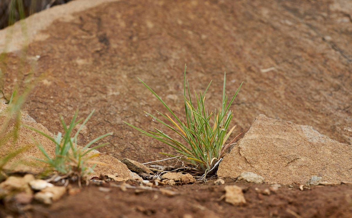 This Is What It Looks Like When You’re Growing (But Don’t Feel Like It) | by Duru joshua ...