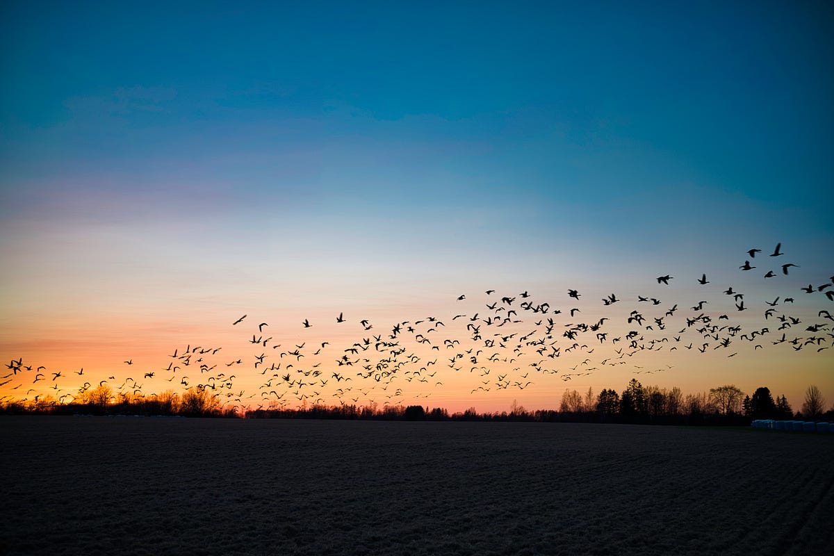 Managing multiple databases migrations with Alembic | by Anand Tripathi | Pythonistas | Medium