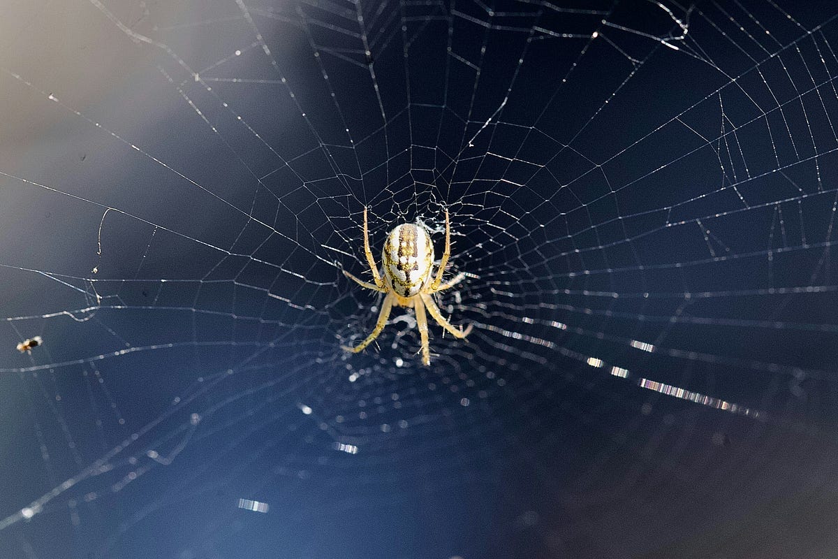 It’s Spectacular Spider Season 2024! | by Christyl Rivers, Phd ...