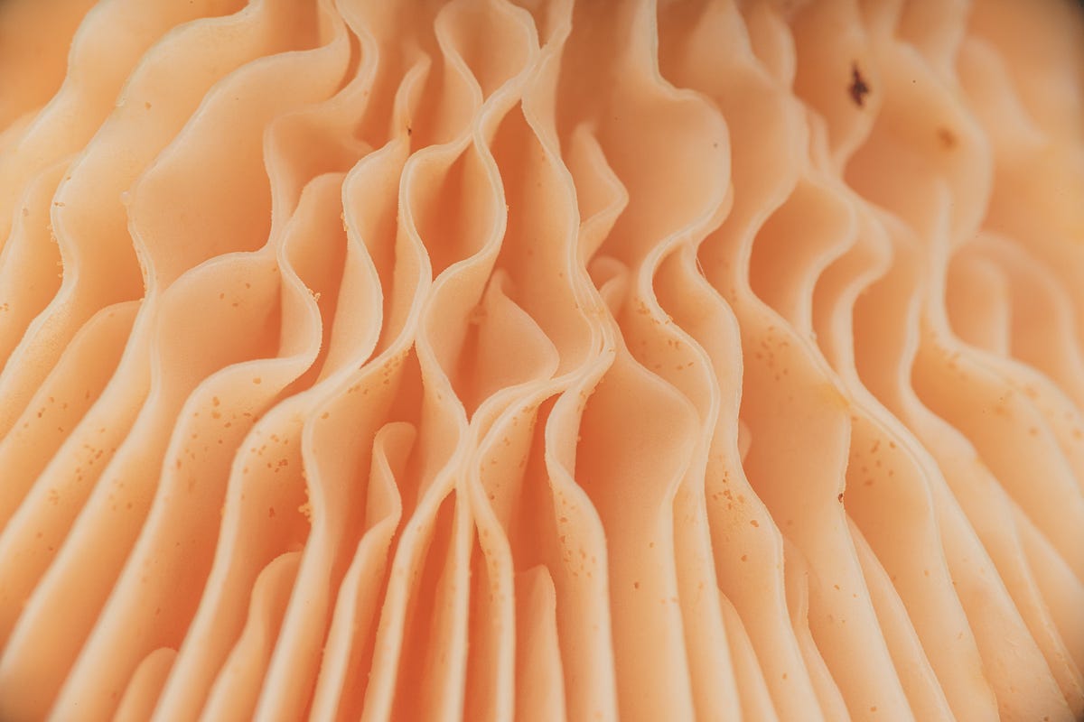 Esha — The Radiance Of Love - Taha Abbas - Medium