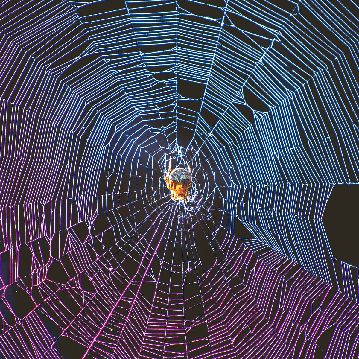 Did You Know…Spider Silk Is Stronger Than Steel 🕷️ | by Virendra ...