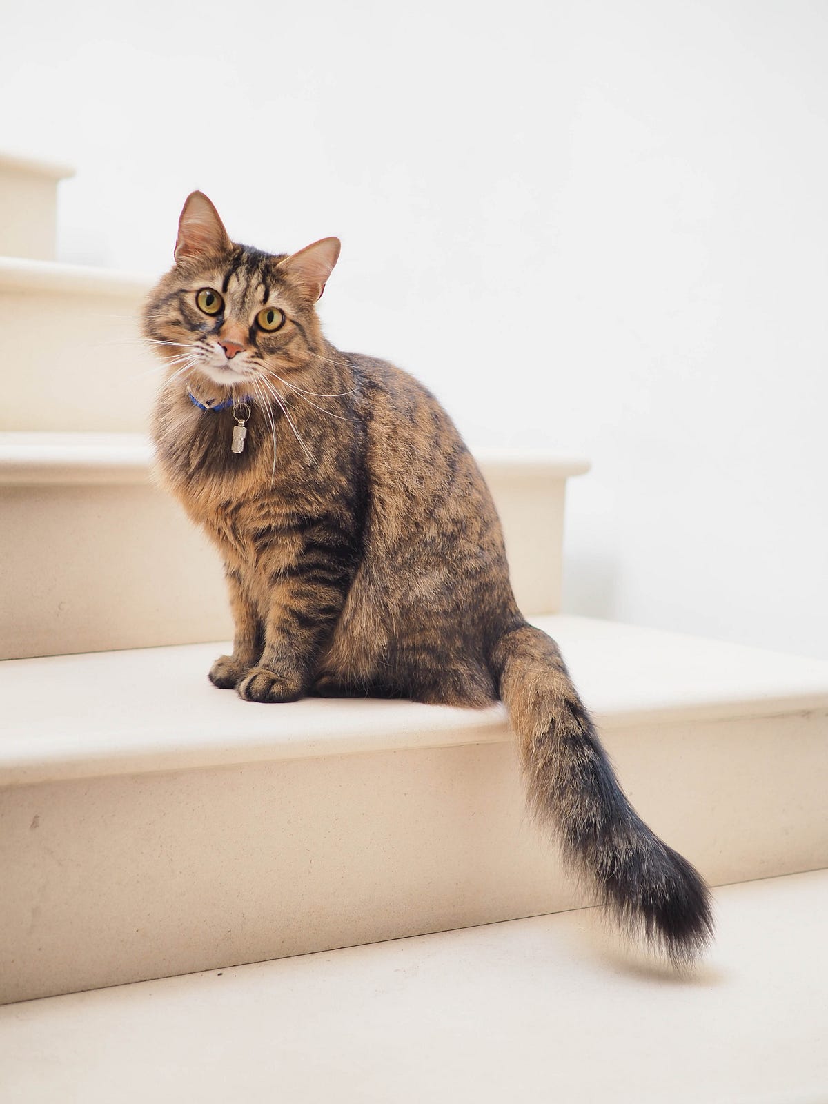 Five Subtle Feline Ways That Cats Show You Love | by Cat And Dog Tips ...
