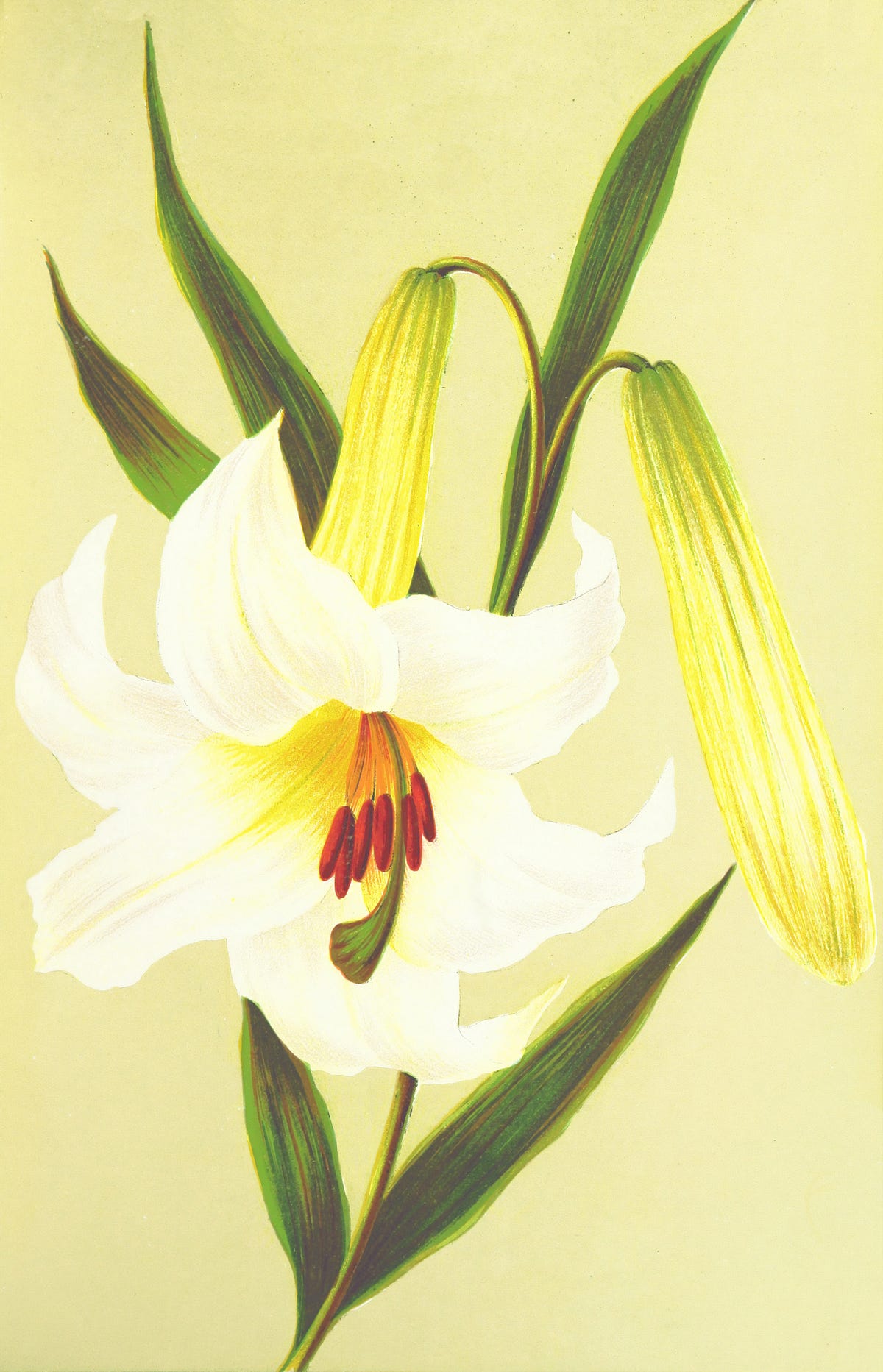 Easter Lilies: History, Lore, & Memoir | by Carol Labuzzetta, MS ...