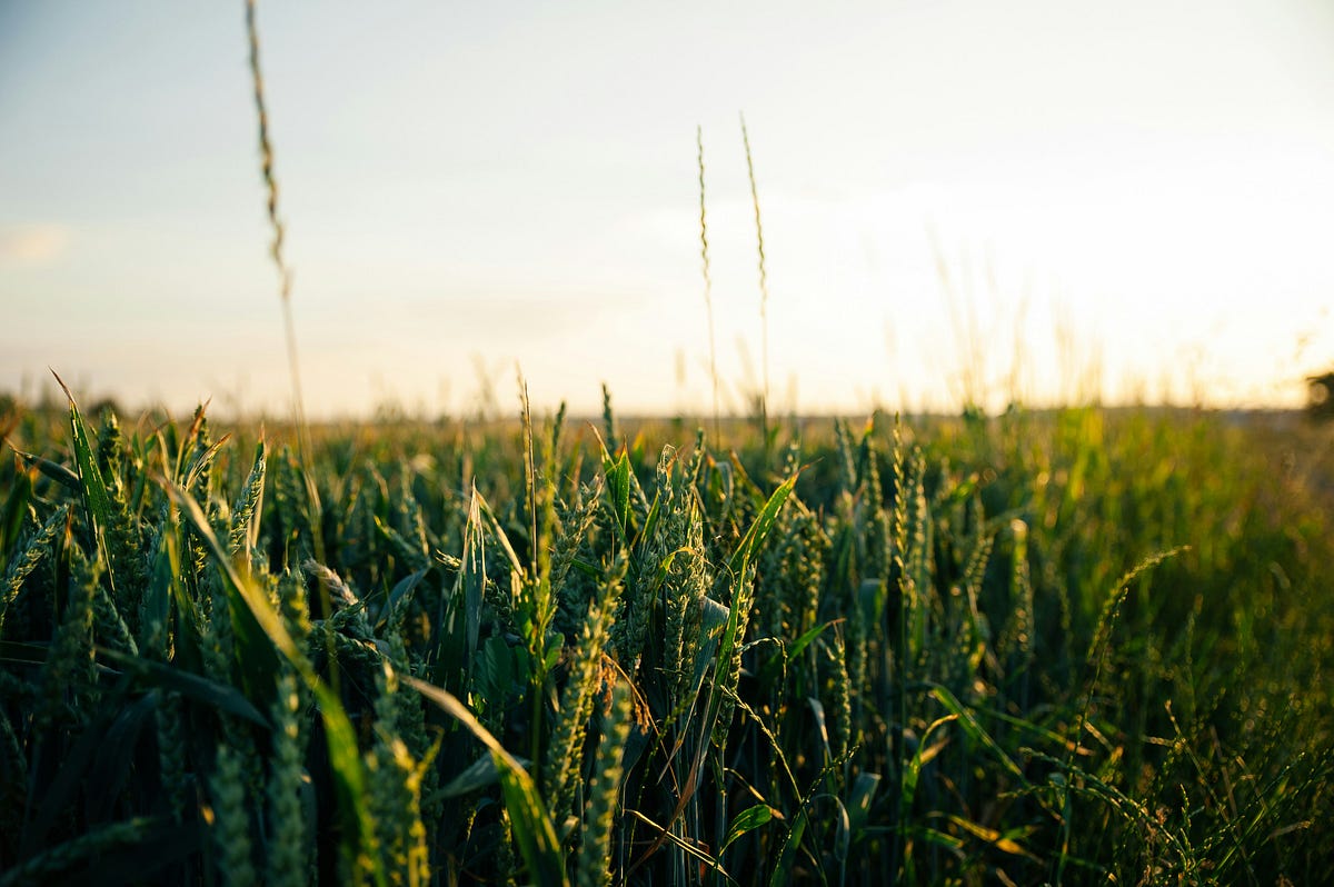 Real-Time Crop Mapping Using Landsat 8 & Google Earth Engine with ...