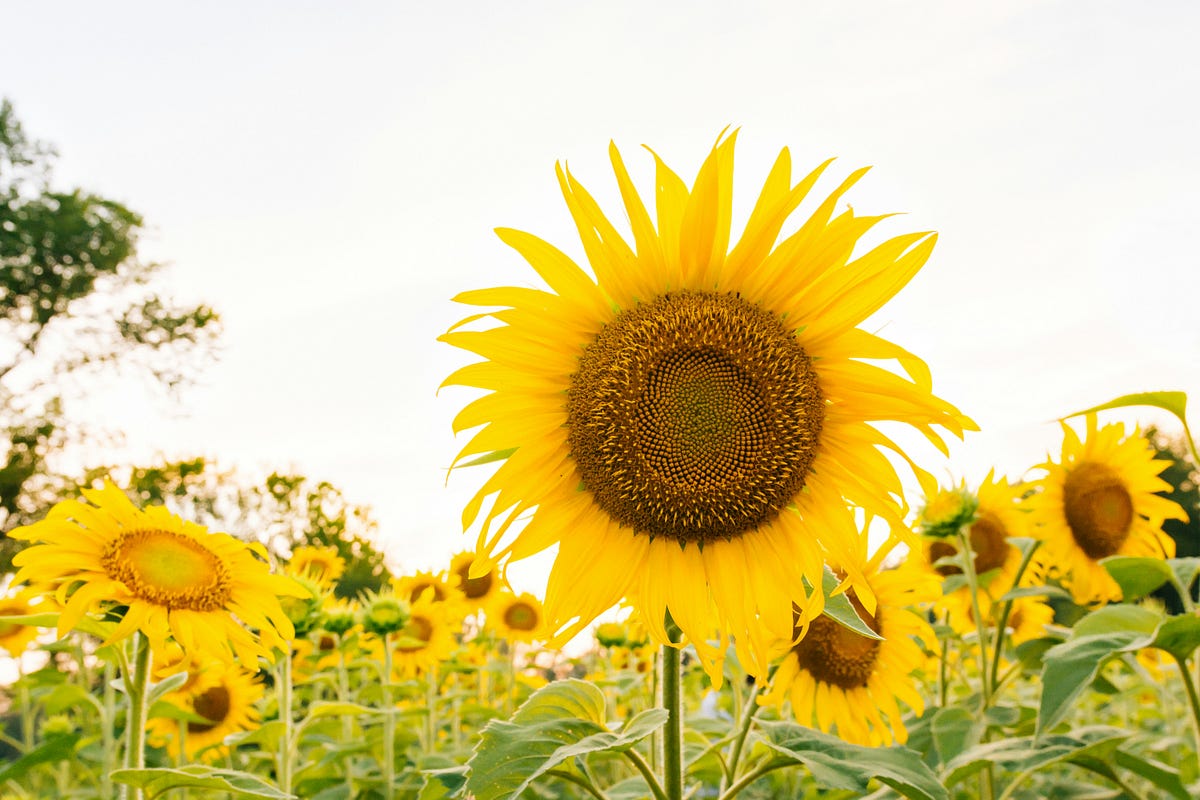 Sunshine - Pooja Bhati - Medium