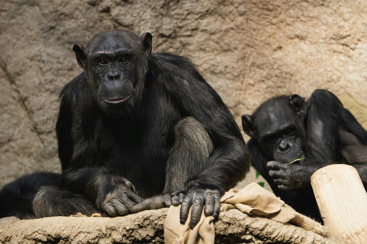 If Apes Share 99% of Our DNA, Why Aren’t They Building Spaceships? | by ...