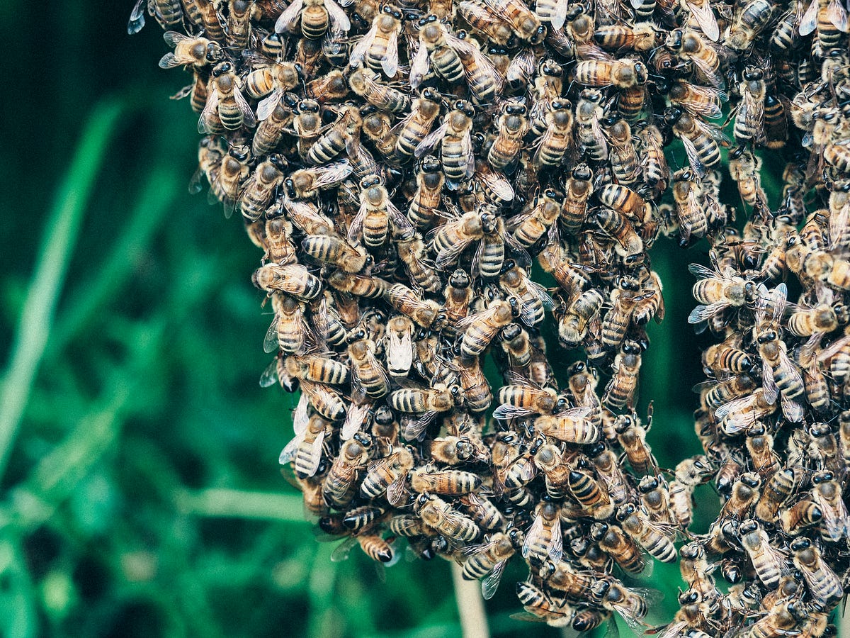 Hive in flutter | CodeX