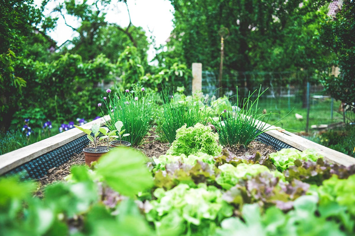 Grow your own mad tea party. Imagine stepping into your garden, much ...