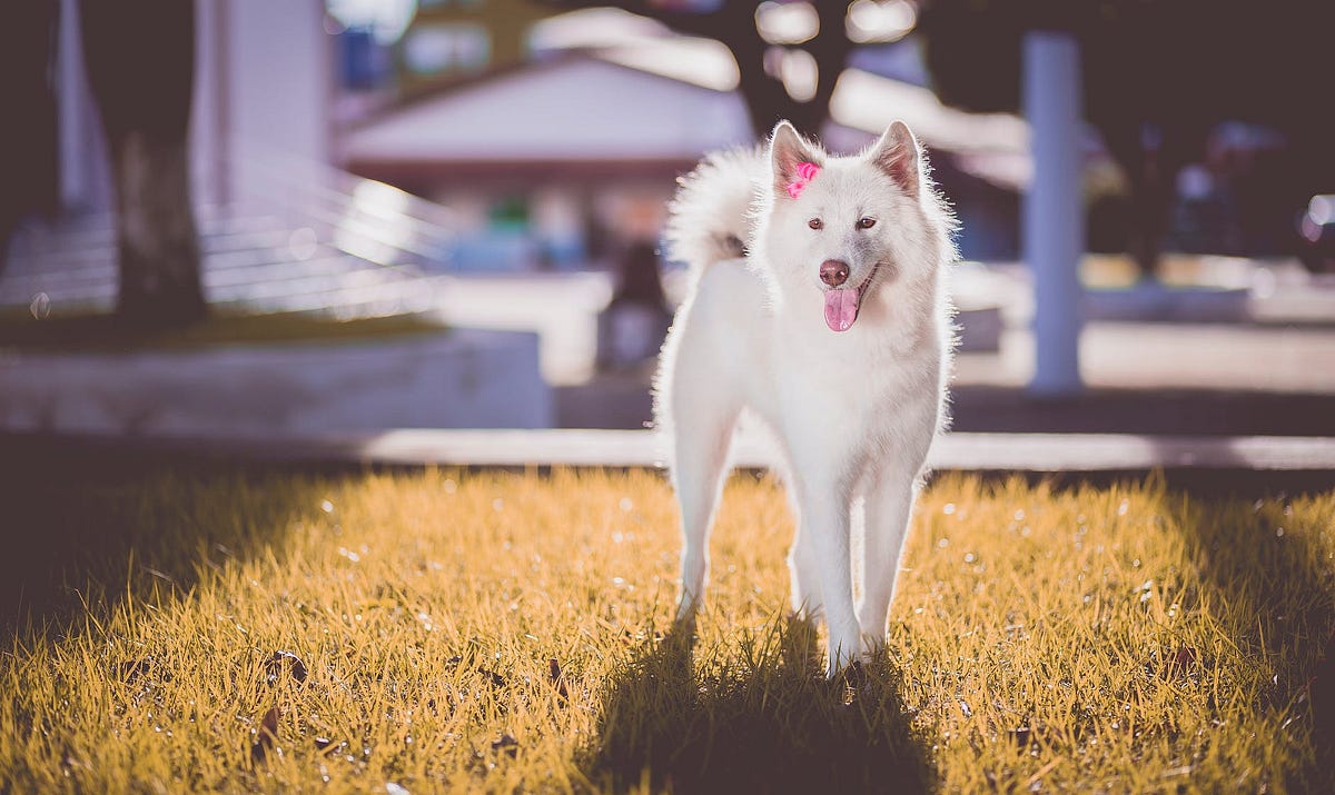 Famous Dogs in History: Dogs That Changed Our Culture — Fur The Pup’s ...