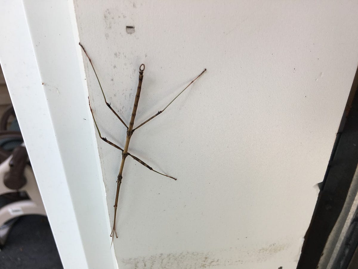 The Walking Stick. A small miracle of nature | by Deborah Barchi | Weeds & Wildflowers | Medium