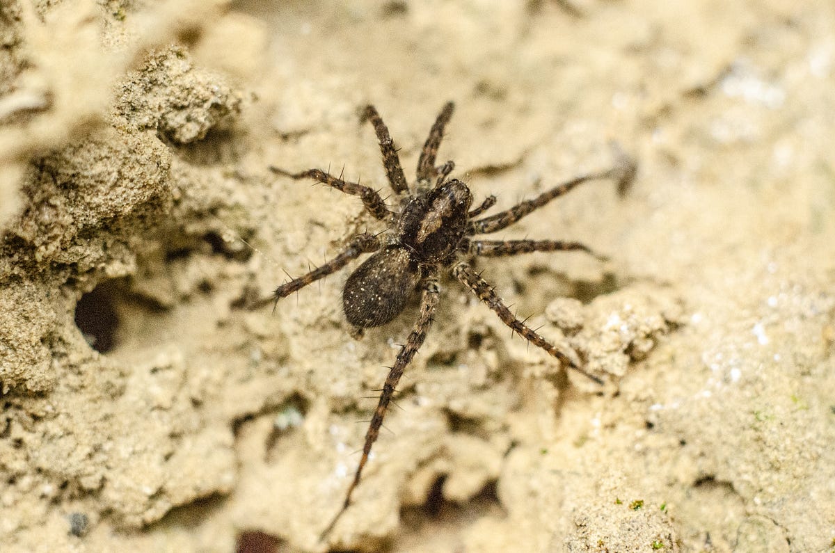 Day 26–so many spiders. It was an interesting day today. My… | by Rhett ...