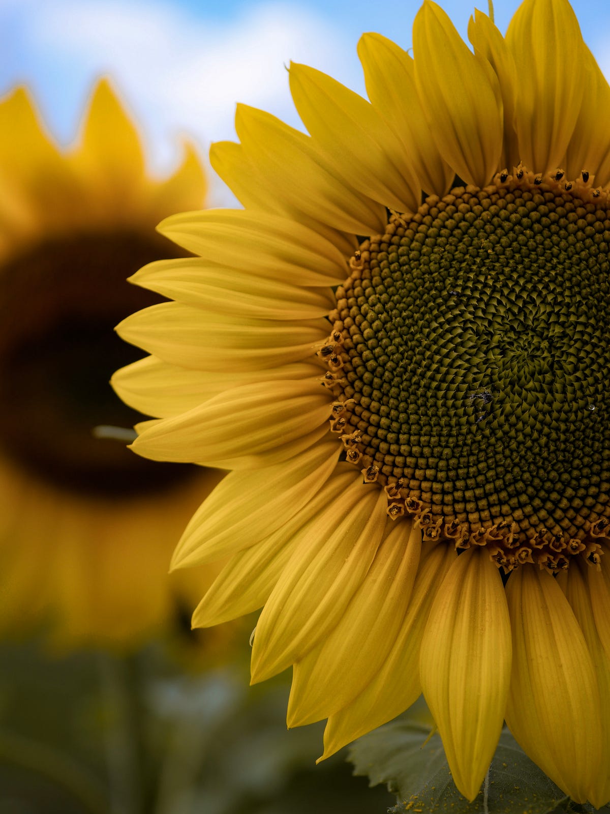 Fibonacci Numbers, Continued Fractions, and the Golden Ratio | by ...
