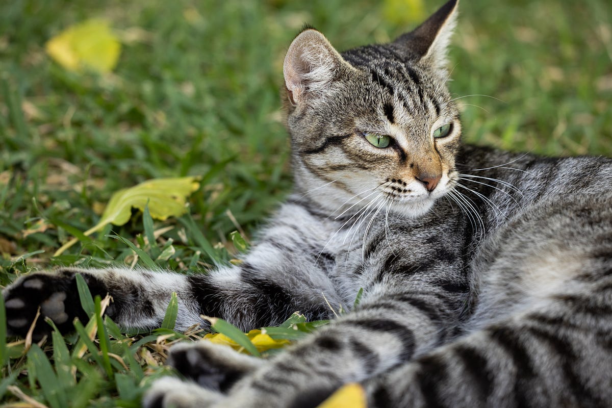 Mittens’ Morning Quest: The Whimsical Search for Mice Crispies | by ...