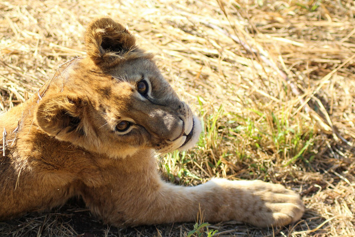 It’s Hard to Rattle My Cage. #4/15 …But if you do, watch out! | by ...
