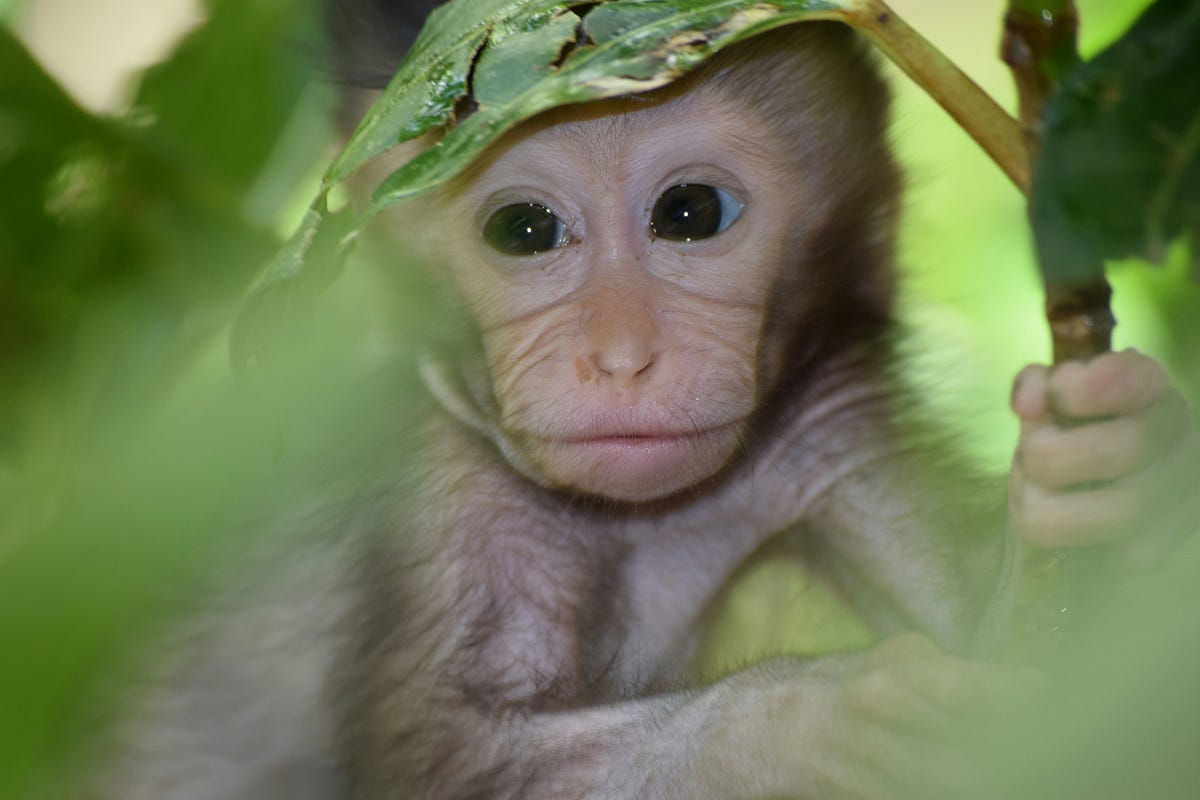 The MONKEY SEEING Trick: Ancient Wisdom for Modern Focus | by ...