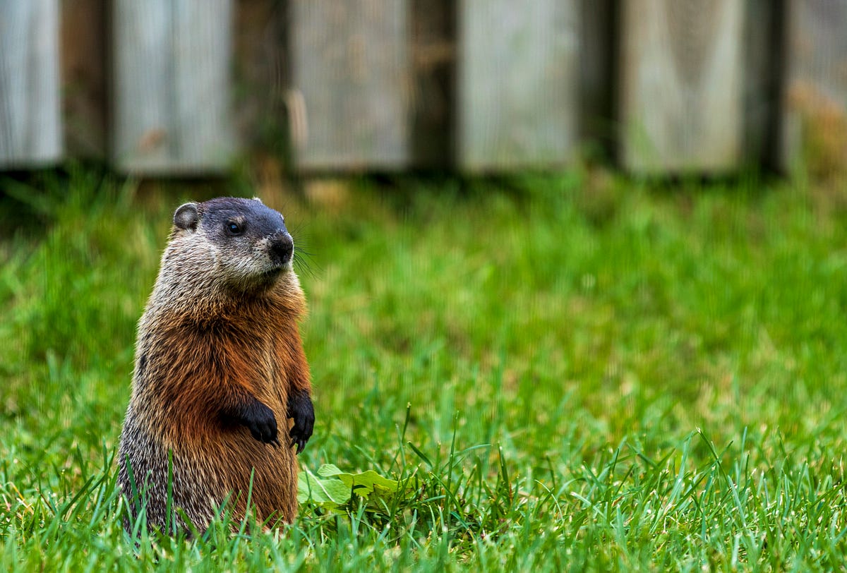 FRENCH CREEK FREDDIE. We wait for it all year, the rodent… | by Lisa A ...