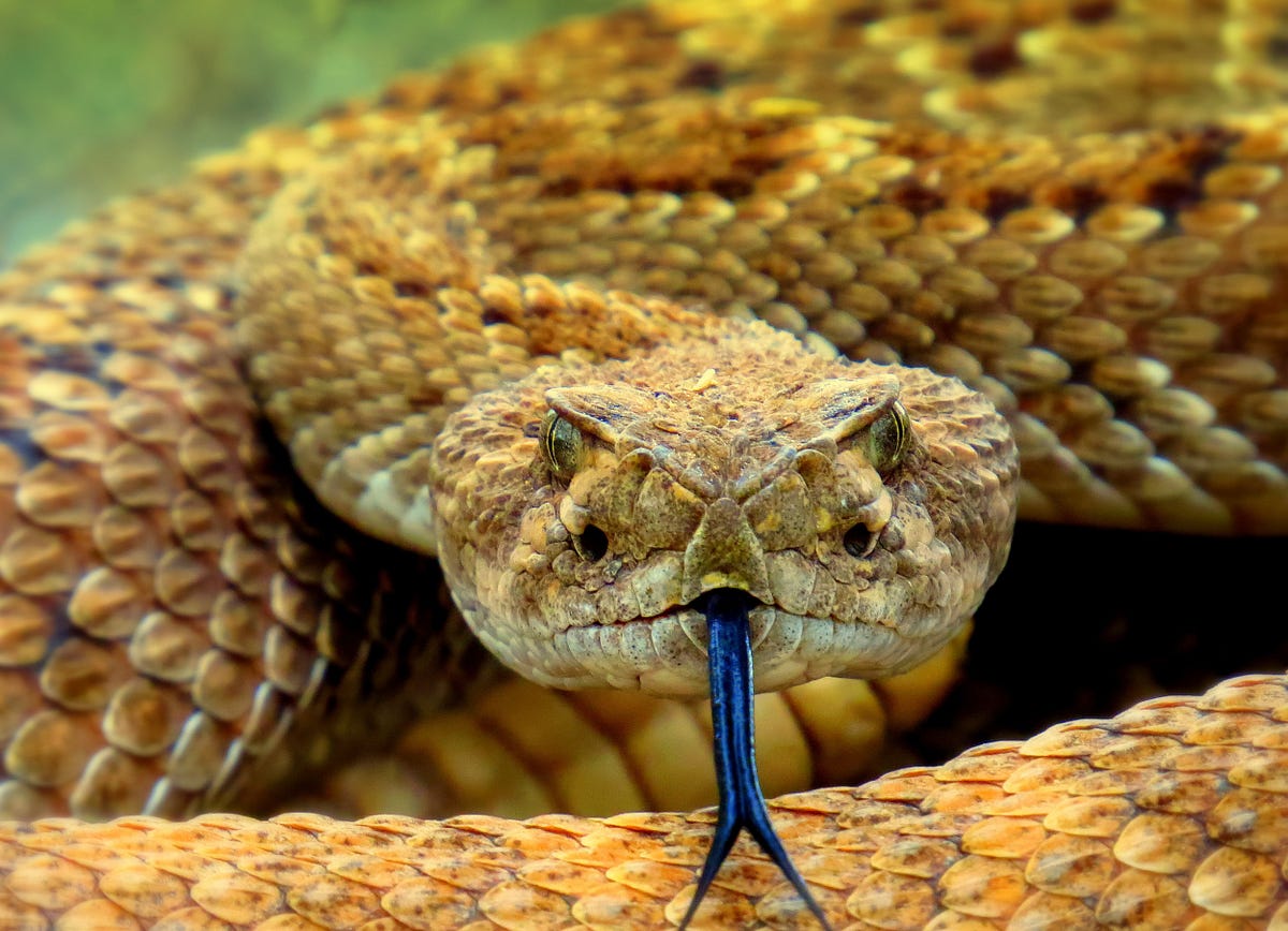 49 Interesting Facts about Snakes | by Skalindesign | Medium