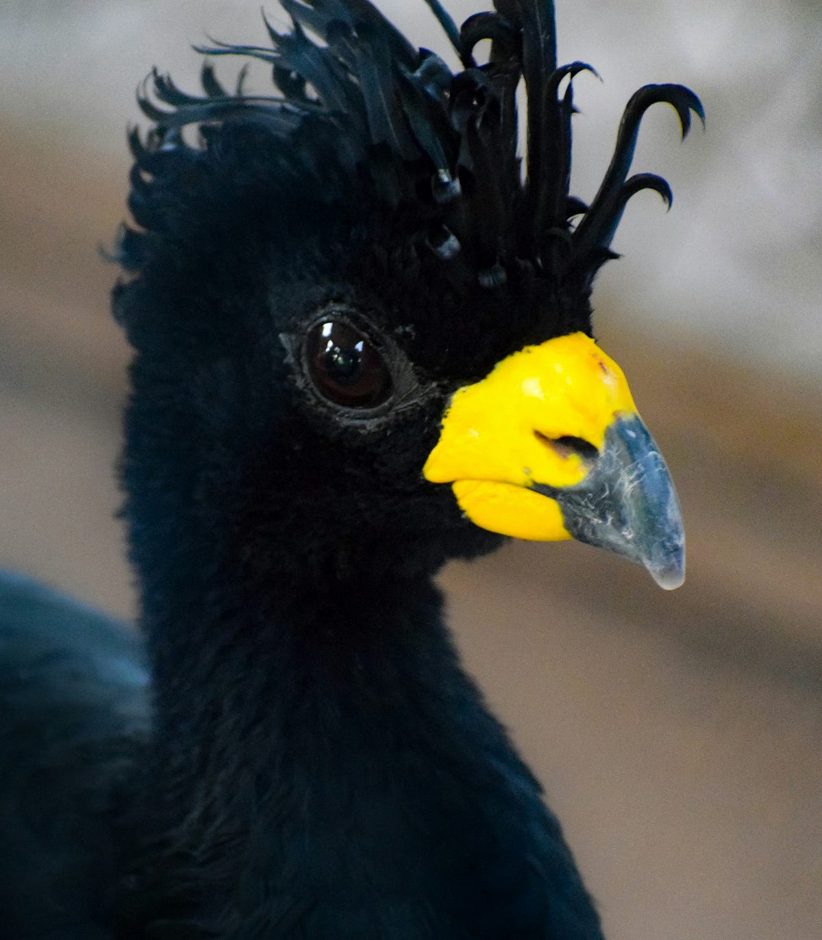 The Great Curassow. The great curassow is a bird that lives… | by Paul ...