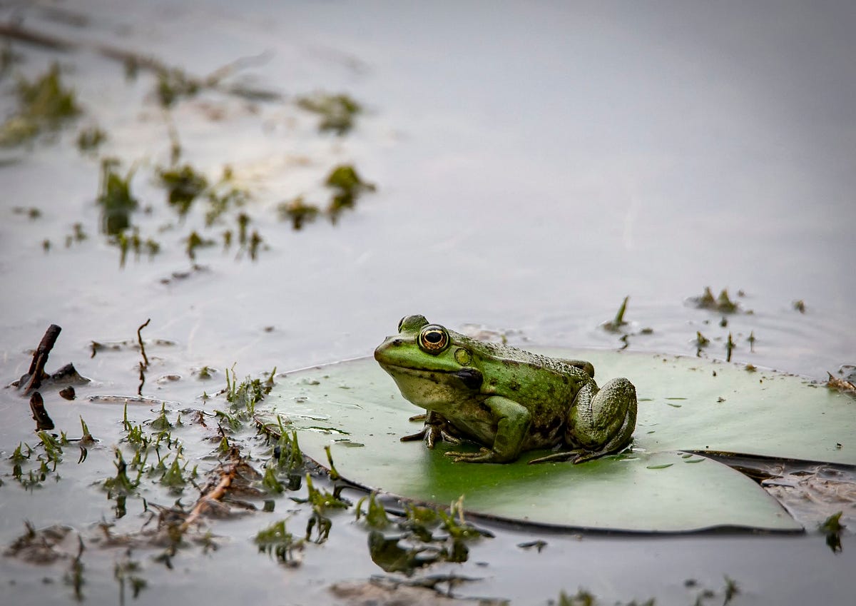 The Ribbiting World of Frog Farming: Sustainable and Unique Agriculture ...