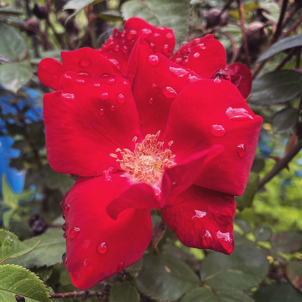 Crest & Fall - Allisonn Church - Medium